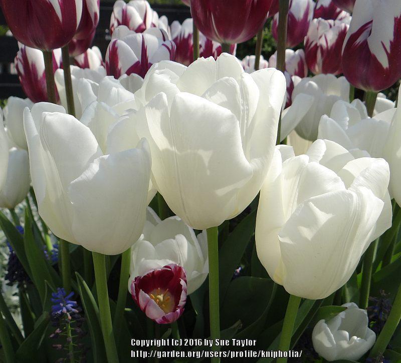 Photo of the bloom of Darwin Hybrid Tulip (Tulipa 'Hakuun') posted by kniphofia - Garden.org