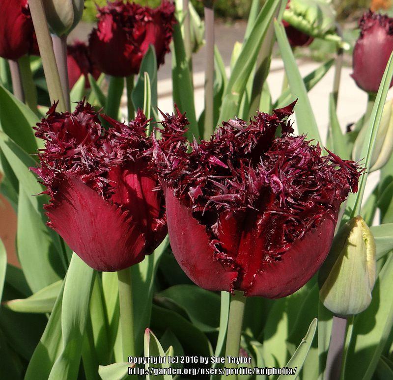 Photo of the bloom of Tulip (Tulipa 'Labrador') posted by kniphofia ...