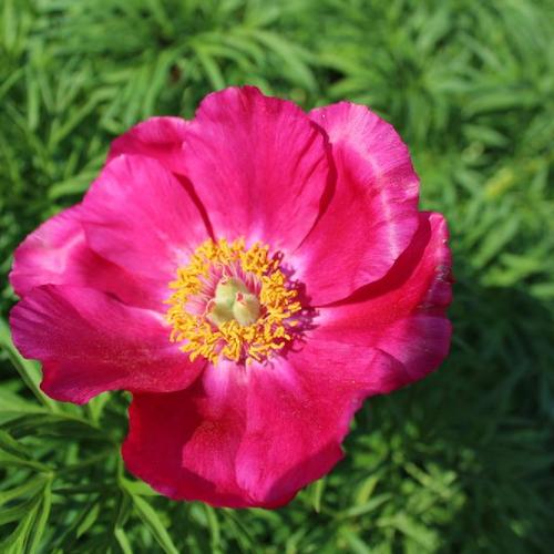 Hybrid Fern Leaf Peony (Paeonia 'Fernleaf Hybrid') in the Peonies ...