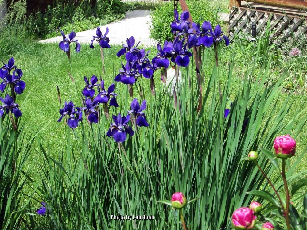 Photo of the entire plant of Siberian Iris (Iris 'Caesar's Brother ...