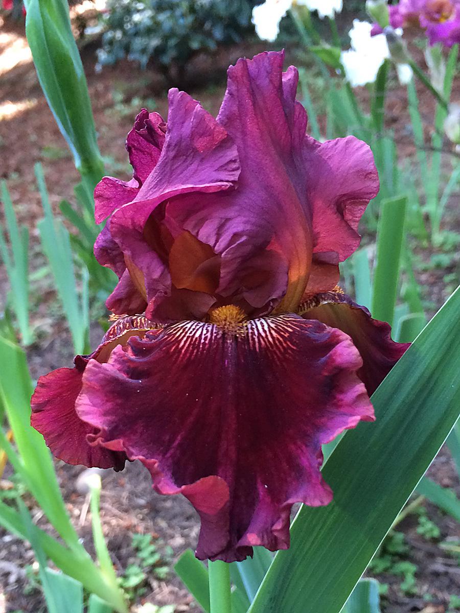 Photo of the bloom of Tall Bearded Iris (Iris 'Play with Fire') posted ...