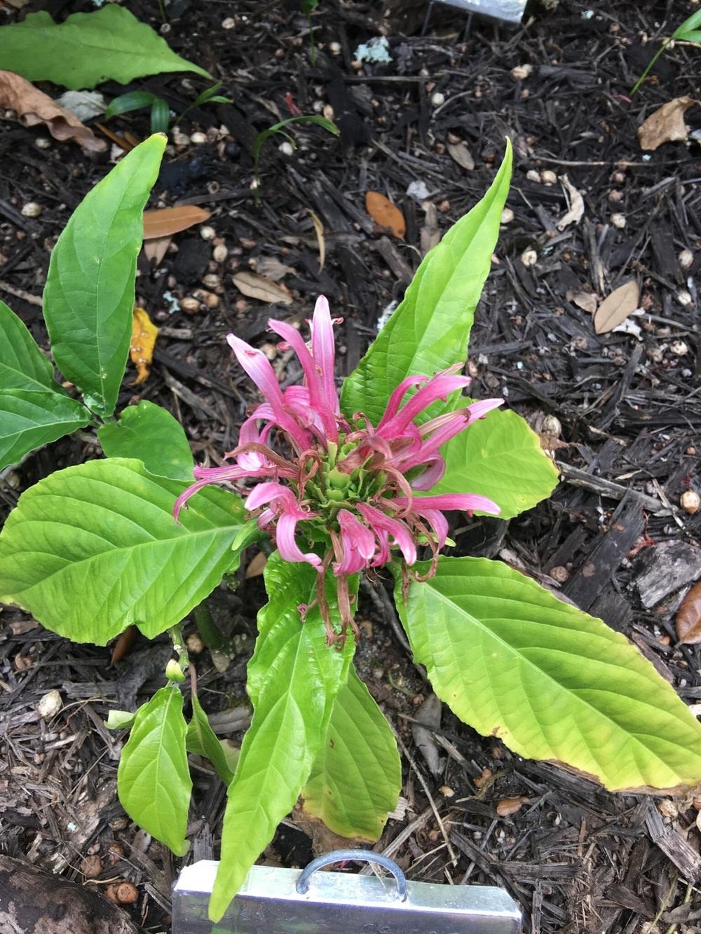 Photo of the entire plant of Brazilian Plume Flower (Justicia carnea ...