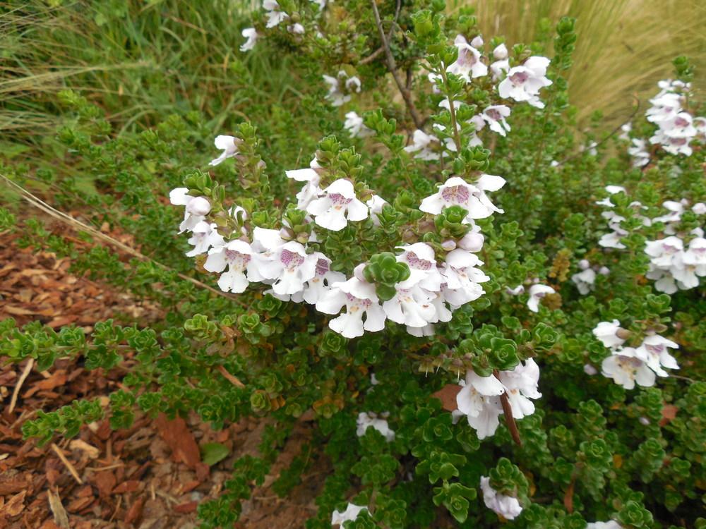 Photo of the entire plant of Alpine Mint Bush (Prostanthera cuneata ...