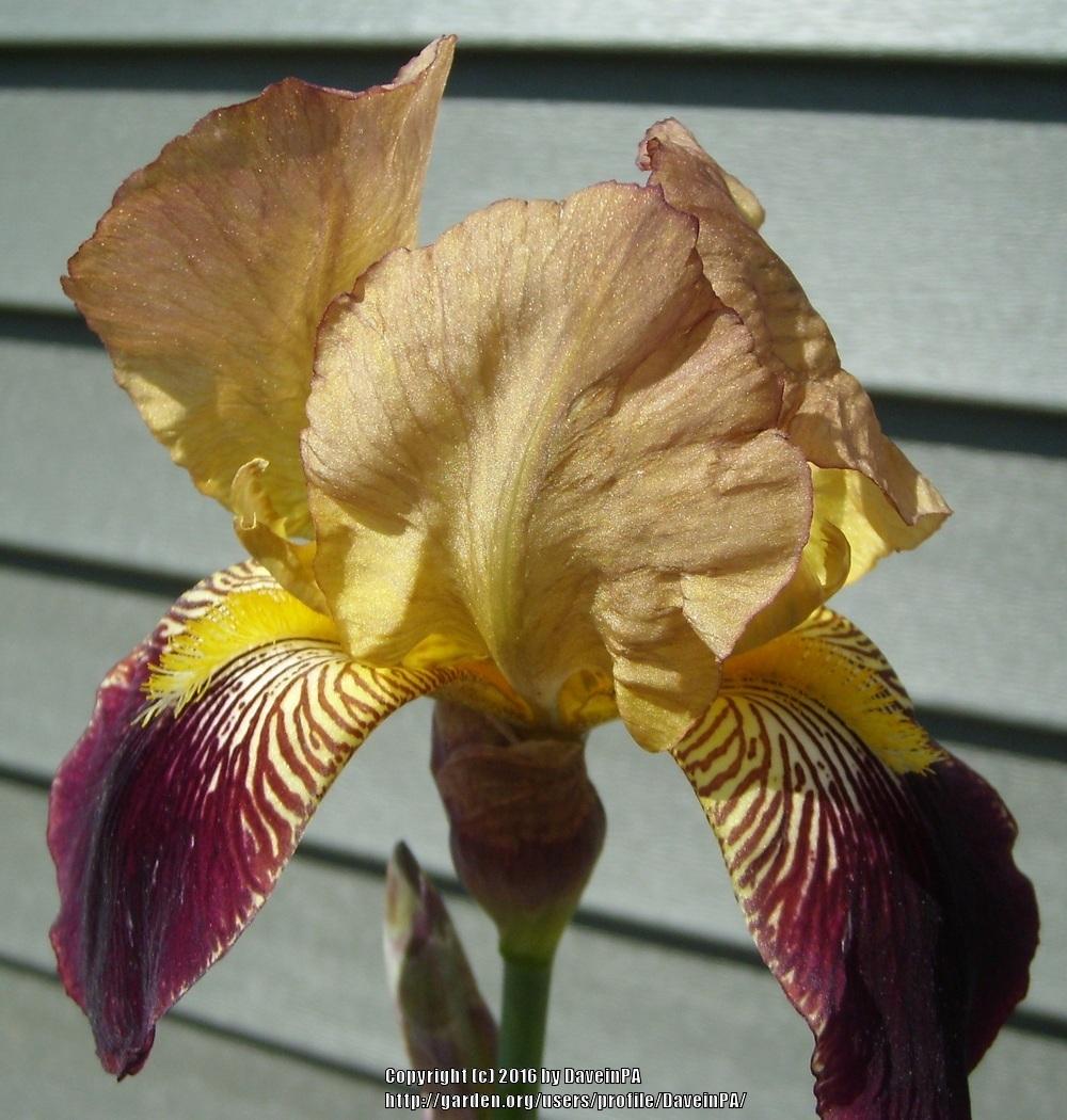 Tall Bearded Iris (Iris 'Flaming Fire') in the Irises Database - Garden.org