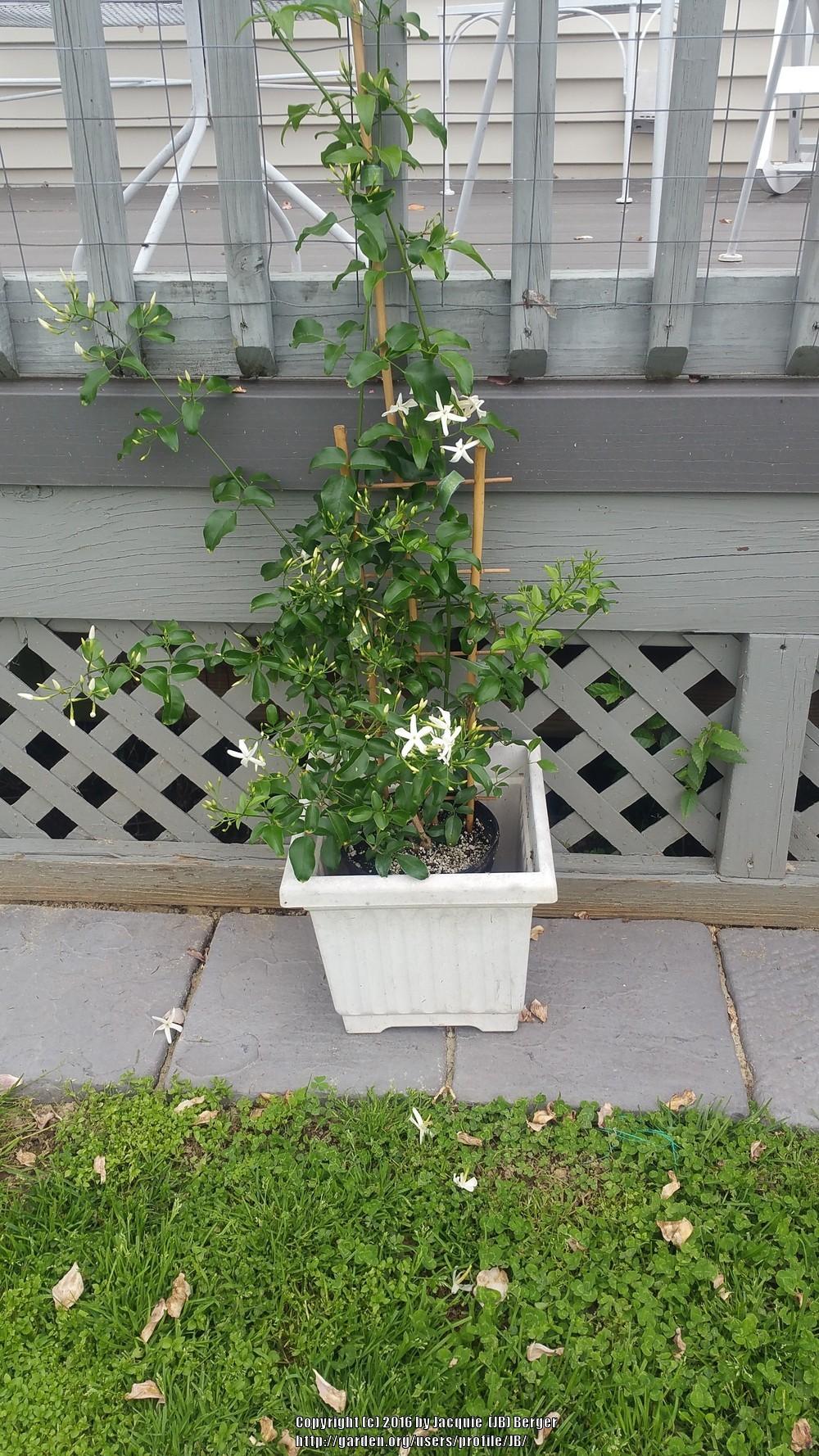 South African Jasmine (Jasminum angulare) - Garden.org