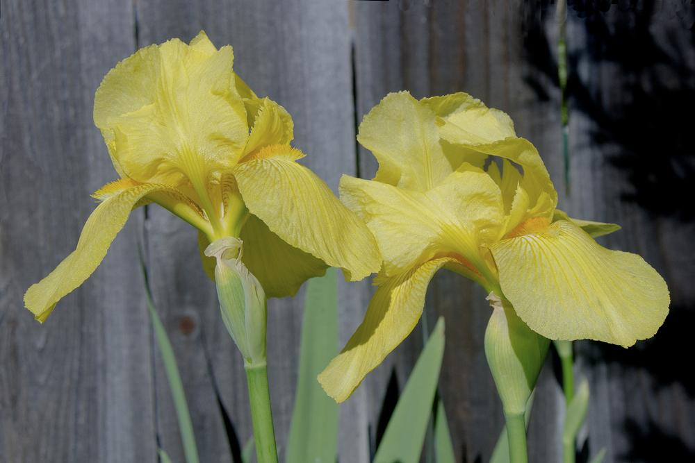 Tall Bearded Iris (Iris 'Sarah Lester') in the Irises Database - Garden.org
