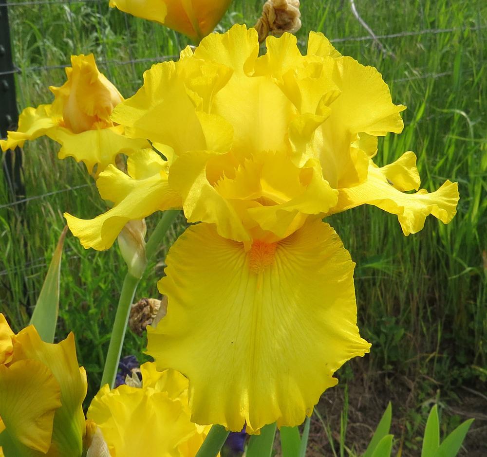 Photo of the bloom of Tall Bearded Iris (Iris 'Picasso Moon') posted by ...