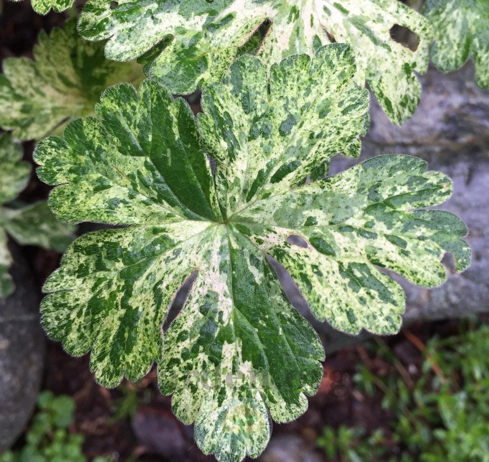 Geranium (Geranium yoshinoi 'Confetti') in the Geraniums Database ...