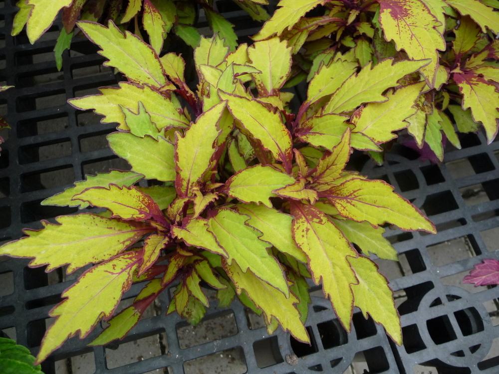Photo of the leaves of Coleus (Coleus scutellarioides FlameThrower ...