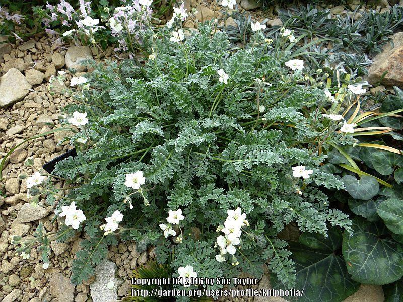 Photo of the entire plant of Yellow Heron's Bill (Erodium chrysanthum ...