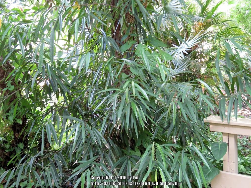 Photo of the leaves of Banana-Leaf Ficus (Ficus maclellandii 'Alii ...