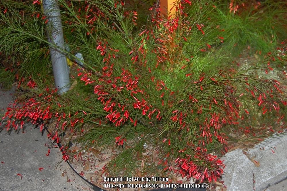 Photo of the entire plant of Firecracker Plant (Russelia equisetiformis ...