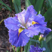 Louisiana Iris (Iris 'Queen Jeanne') in the Irises Database - Garden.org