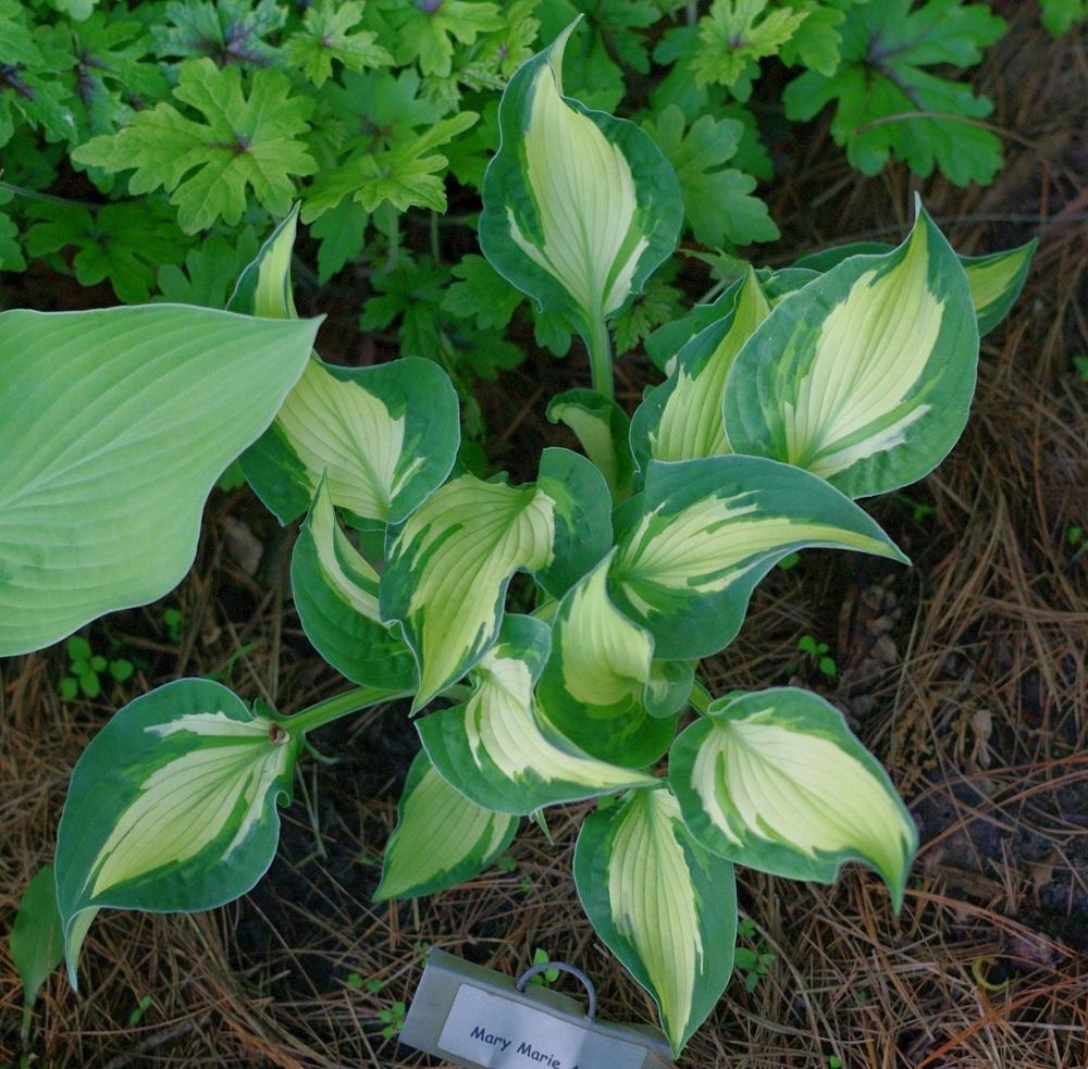 Hosta 'Mary Marie Anne' in the Hostas Database - Garden.org
