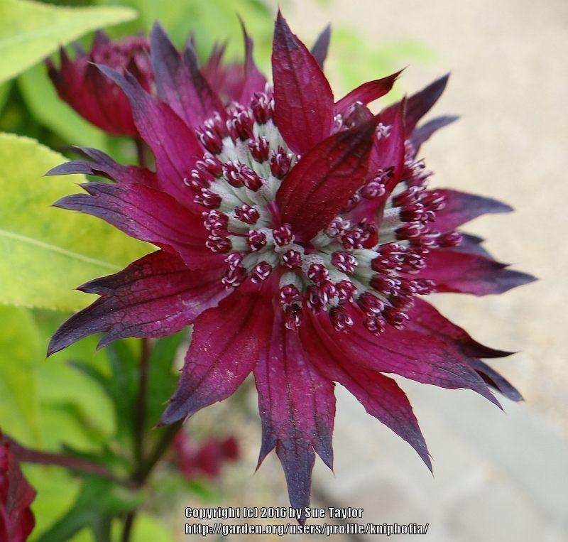 Astrantia 'Sheila's Red' - Garden.org