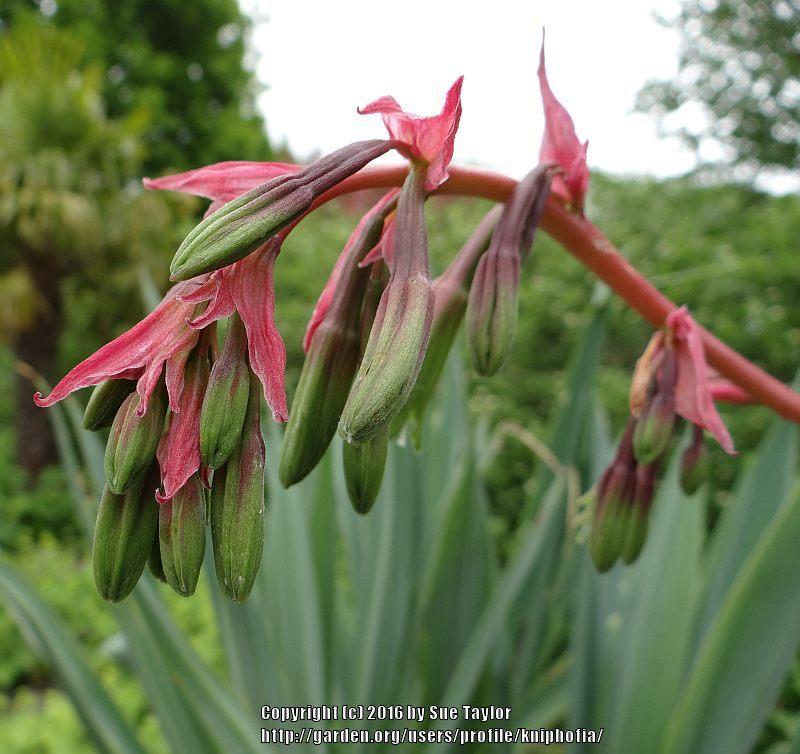 Photo of the bloom of Mexican False Red Yucca (Beschorneria yuccoides ...