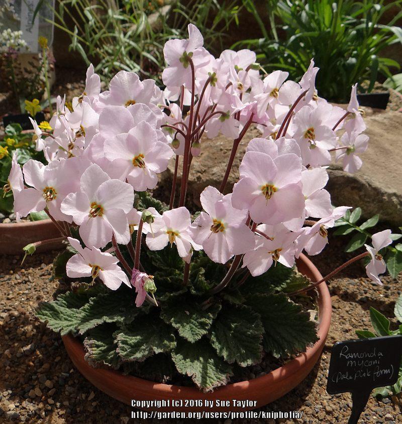 Photo of the entire plant of Pyrenean Violet (Ramonda myconi) posted by ...