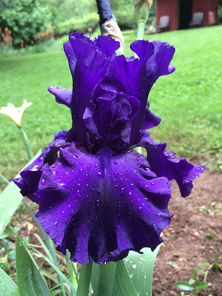 Photo of the bloom of Tall Bearded Iris (Iris 'Dusky Challenger ...