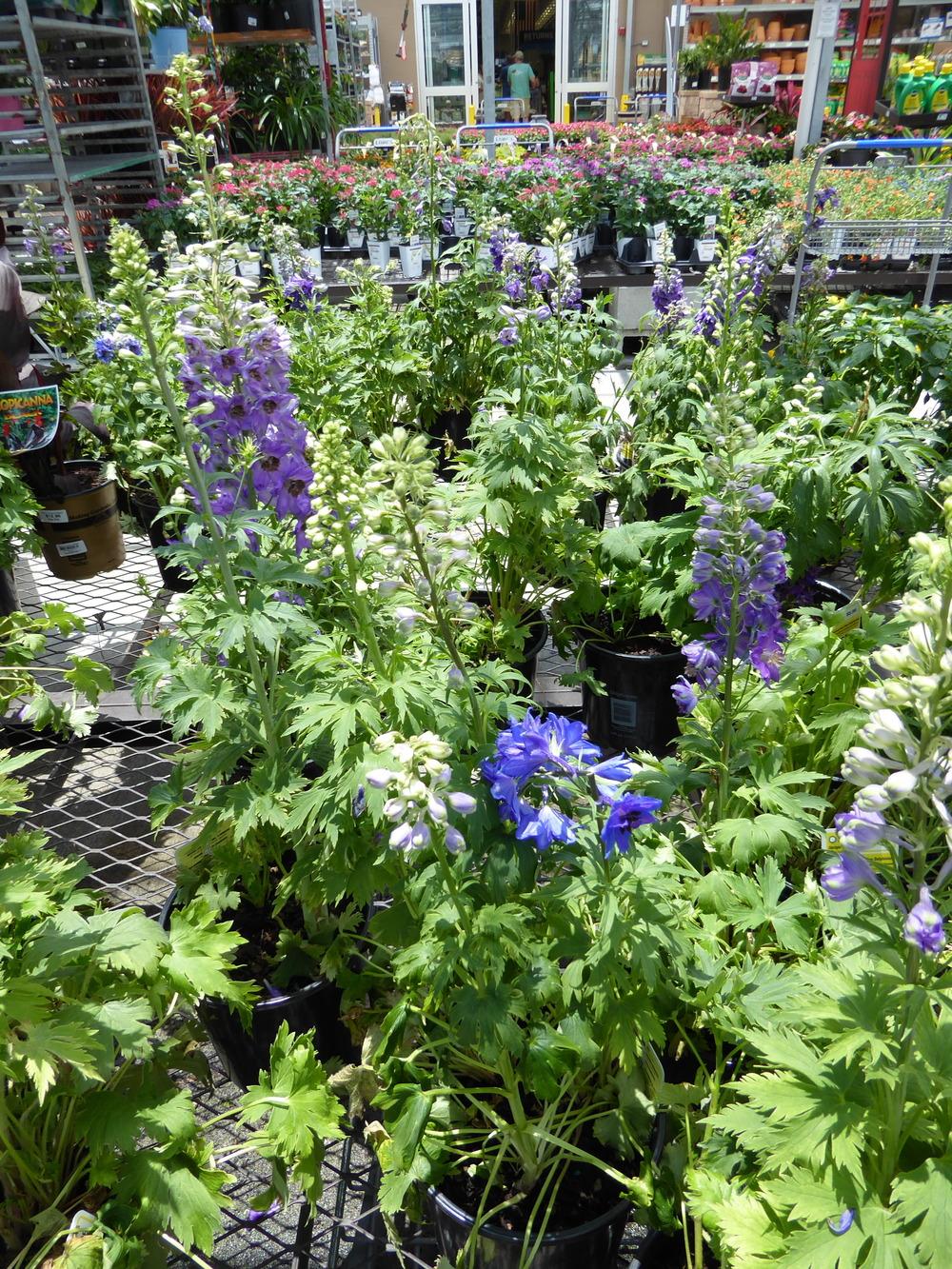 Photo of the entire plant of Delphinium 'Magic Fountain Dark Blue/Dark ...