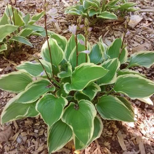 Hosta 'Red Hot Poker' in the Hostas Database - Garden.org