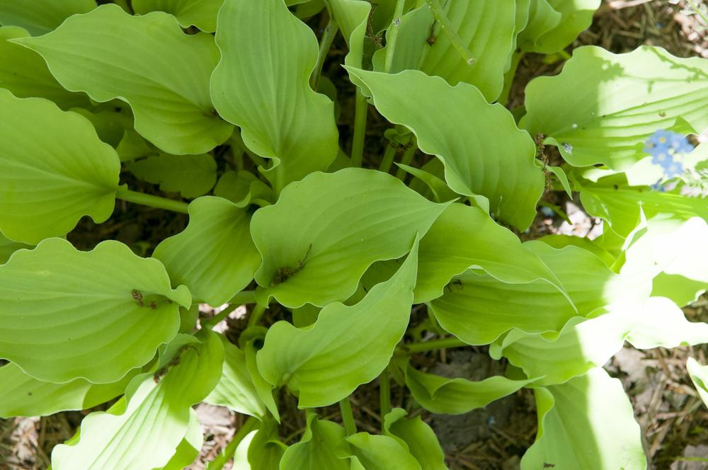 Hosta 'Pineapple Poll' in the Hostas Database - Garden.org