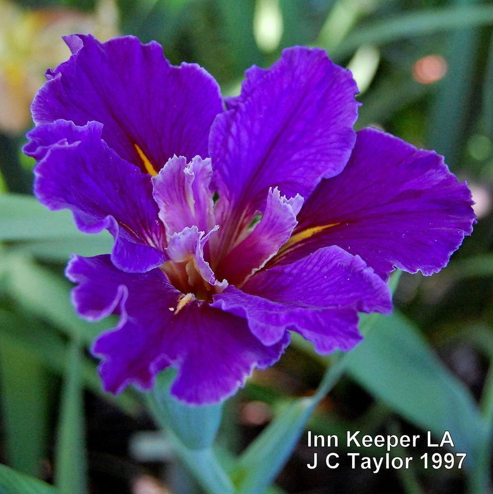 Louisiana Iris (Iris 'Inn-Keeper') in the Irises Database - Garden.org