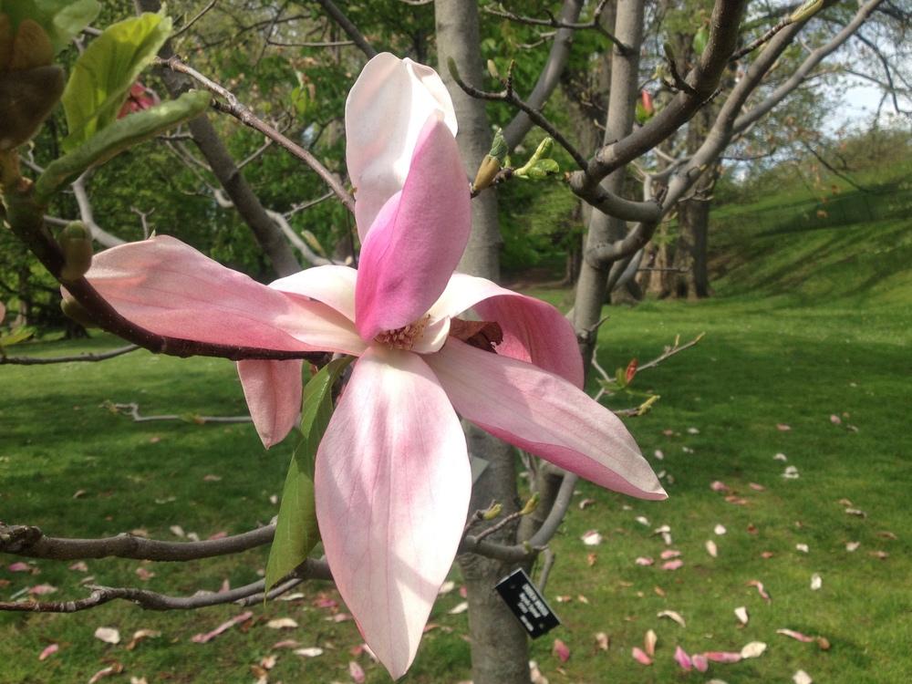 Photo of the bloom of Magnolia 'Daybreak' posted by csandt - Garden.org