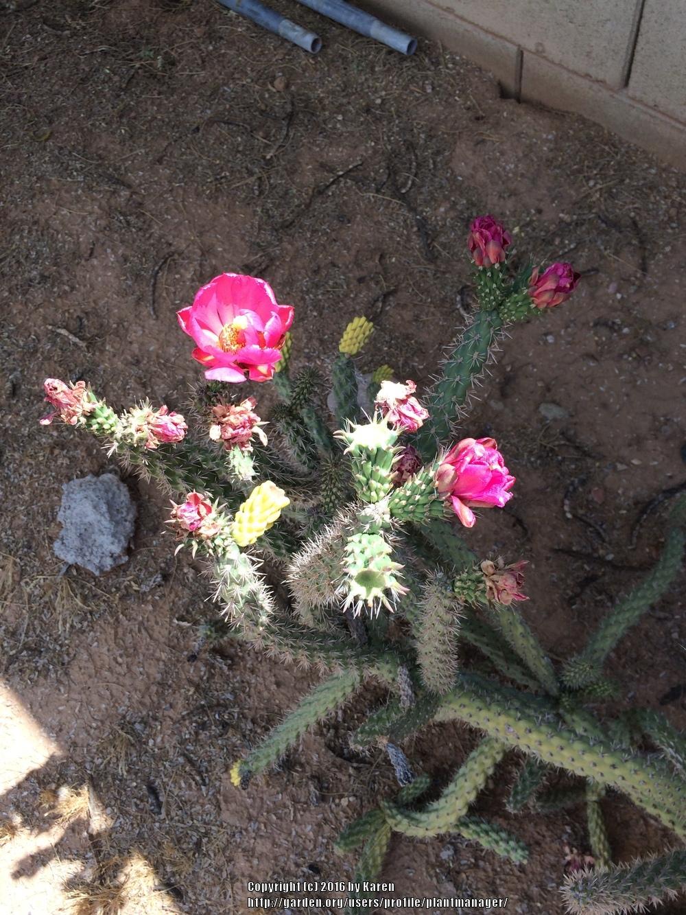 Tree Cholla (Cylindropuntia imbricata) in the Chollas Database - Garden.org