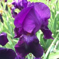 Photo of the bloom of Tall Bearded Iris (Iris 'Sable') posted by ...