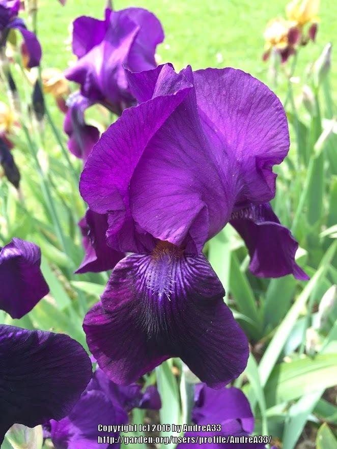 Photo of the bloom of Tall Bearded Iris (Iris 'Sable') posted by ...
