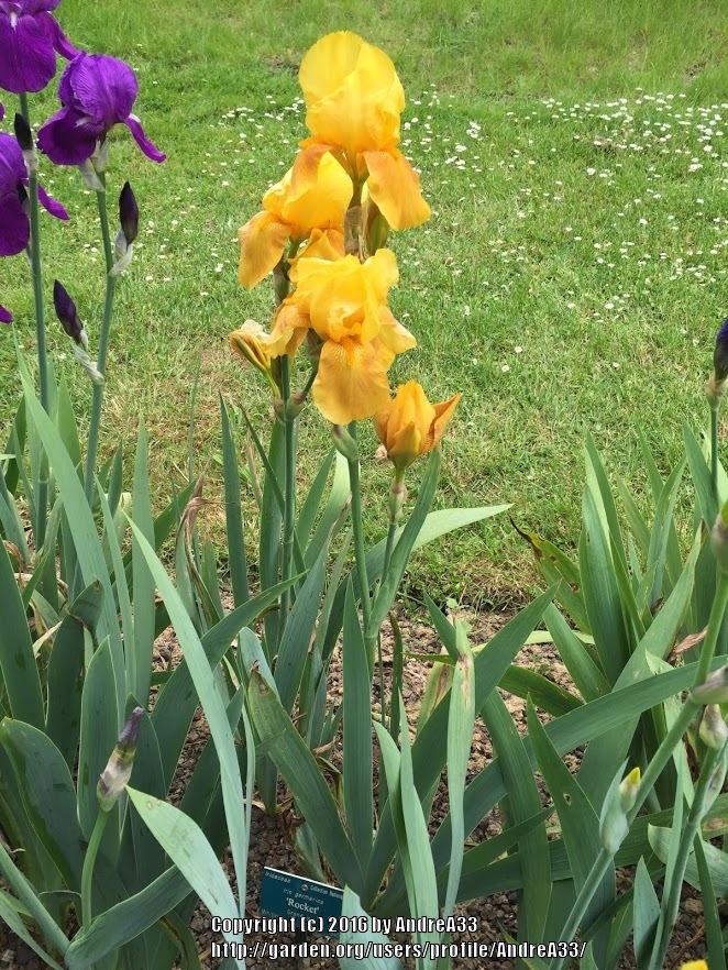 Photo of the entire plant of Tall Bearded Iris (Iris 'Rocket') posted ...