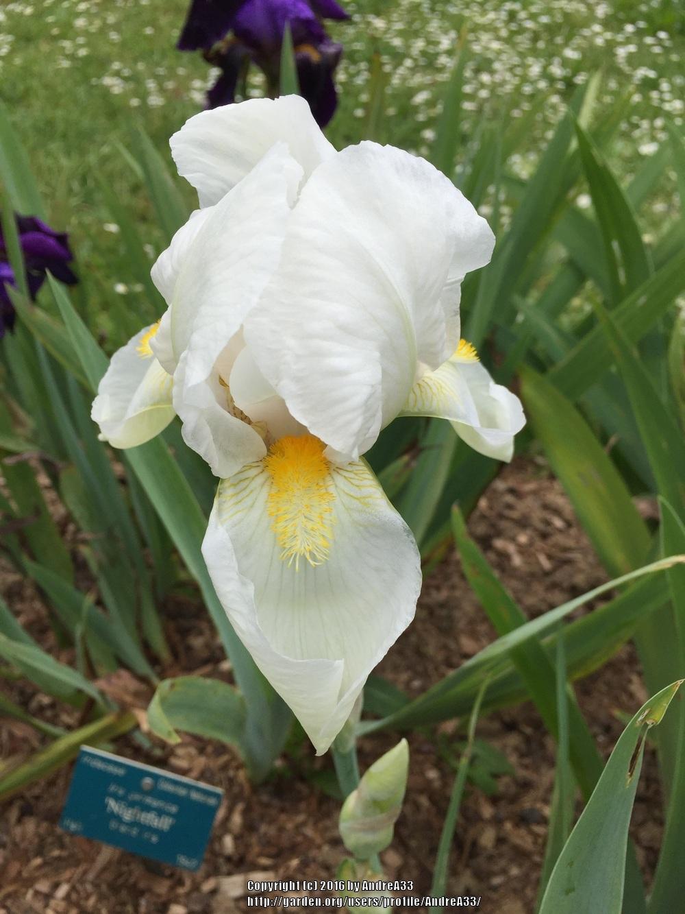 Tall Bearded Iris (Iris 'Admiral Nimitz') in the Irises Database - Garden.org