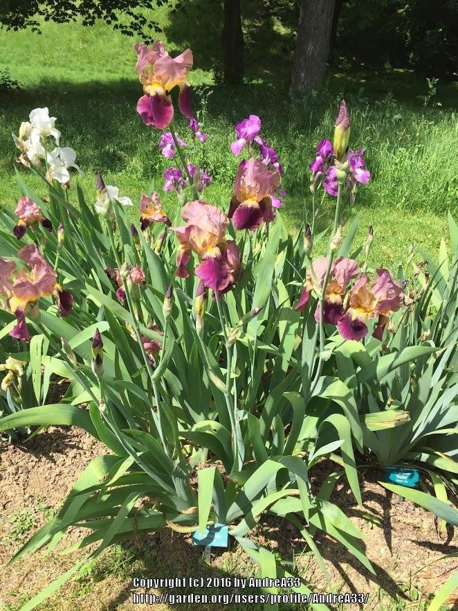 Photo of the entire plant of Tall Bearded Iris (Iris 'Francheville ...