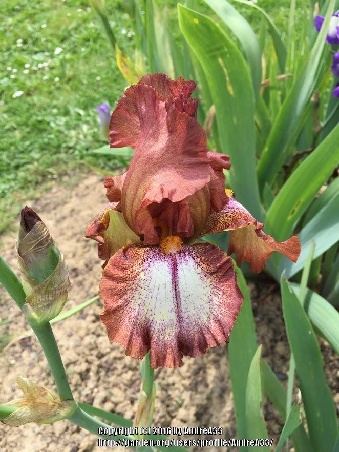 Tall Bearded Iris (Iris 'Wild Ginger') in the Irises Database - Garden.org