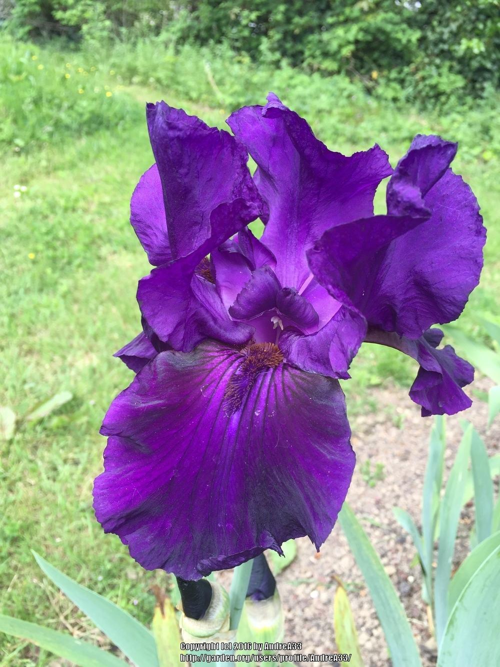 Tall Bearded Iris (Iris 'Royal Heritage') in the Irises Database - Garden.org