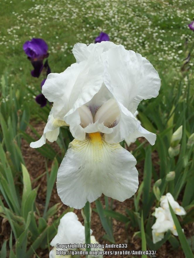 Tall Bearded Iris (Iris 'Lady Boscawen') in the Irises Database ...