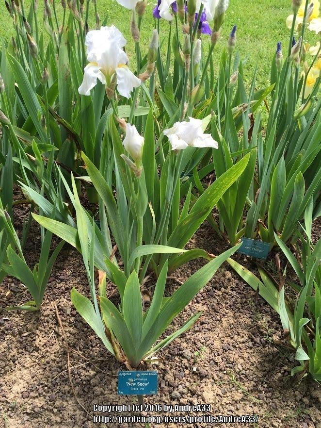 Photo of the entire plant of Tall Bearded Iris (Iris 'New Snow') posted ...