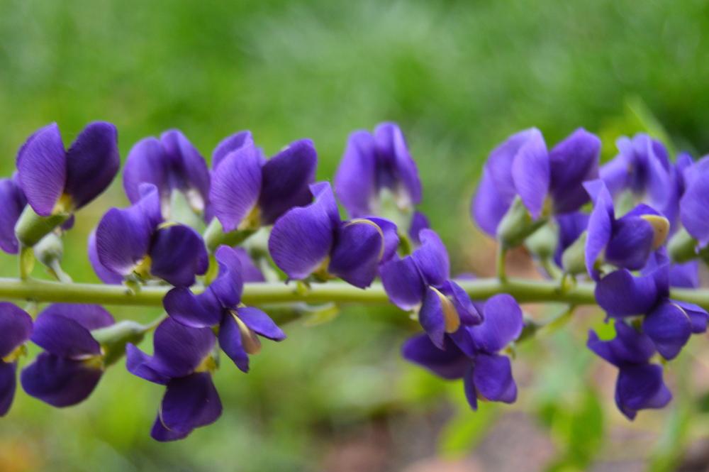 Baptisias: Plant Care and Collection of Varieties - Garden.org