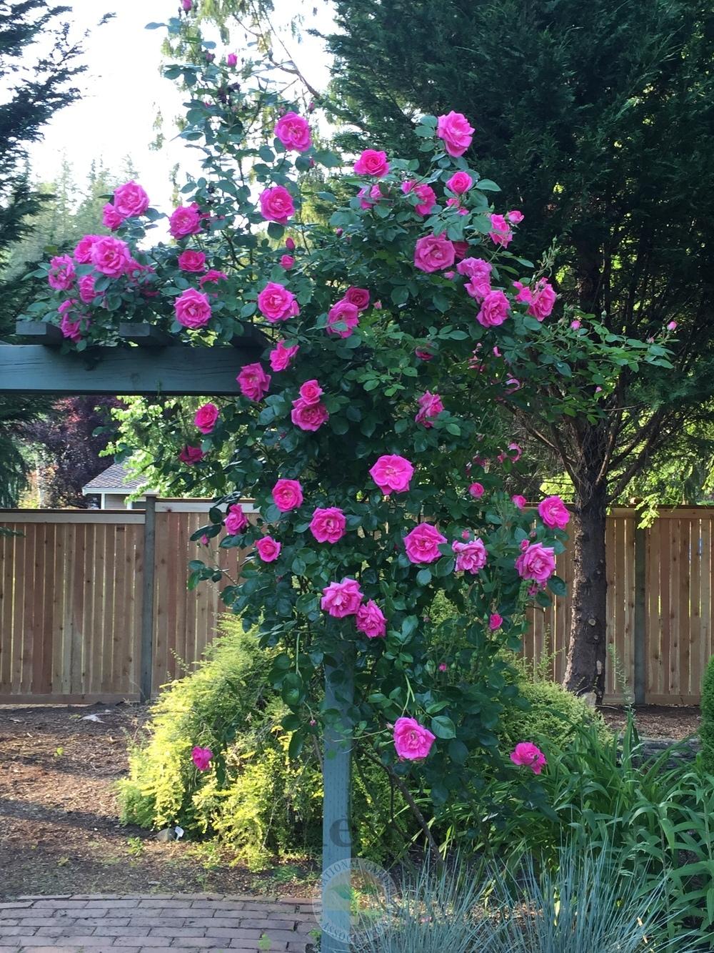 Photo of the entire plant of Rose (Rosa 'Morning Jewel') posted by ...