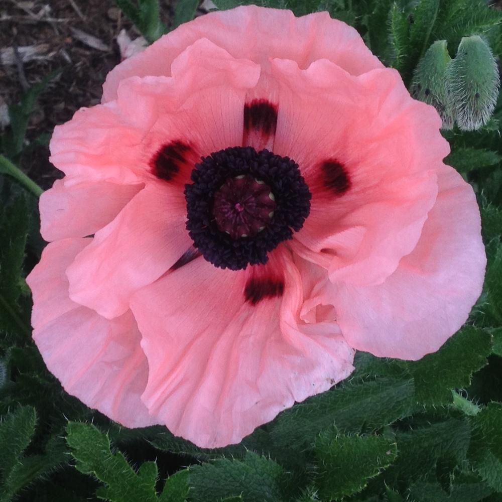 Poppies: Plant Care and Collection of Varieties - Garden.org