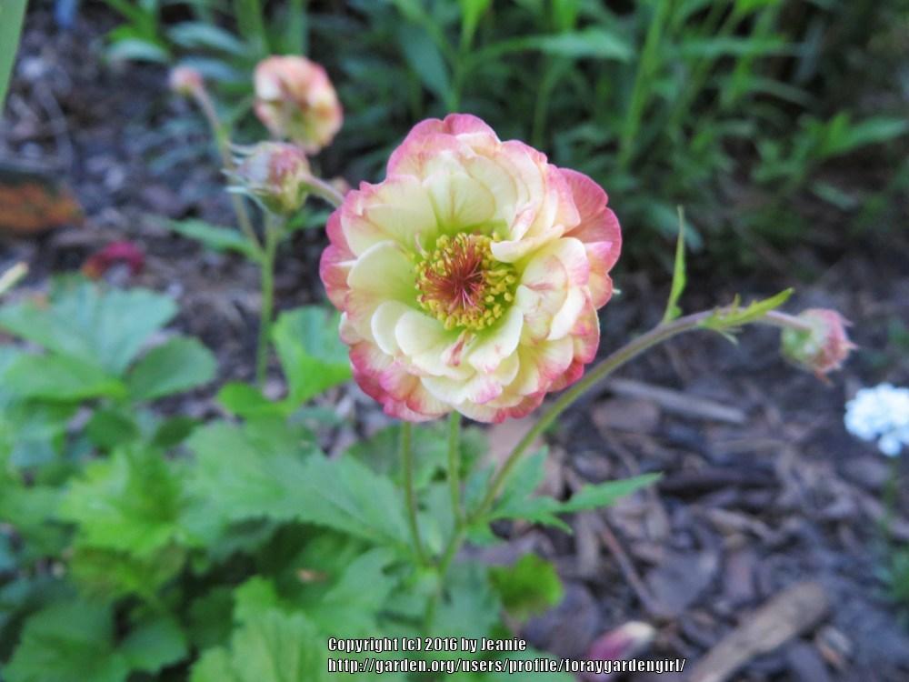 Avens (Geum Cocktails™ Cosmopolitan) - Garden.org