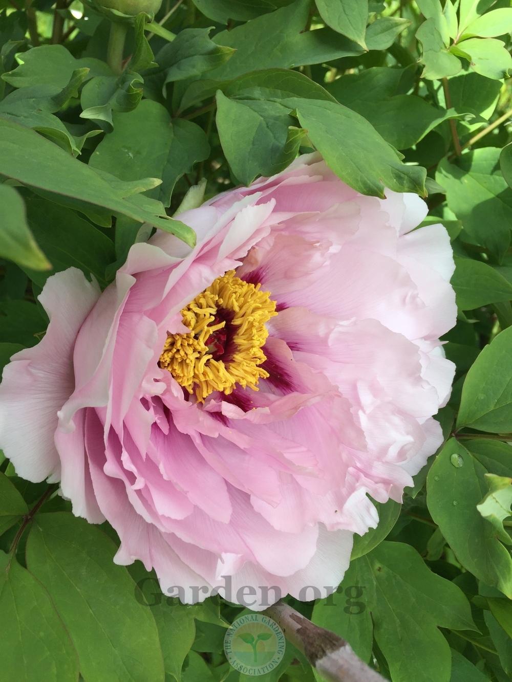 First Tree Peony Bloom 2016 in the Peonies forum - Garden.org