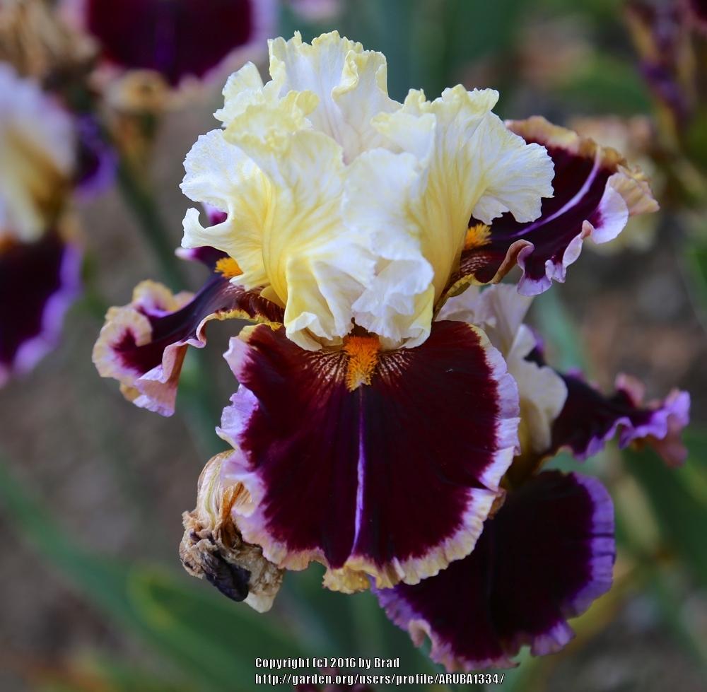 Photo of the bloom of Tall Bearded Iris (Iris 'Twilight Rhapsody') posted by ARUBA1334 - Garden.org