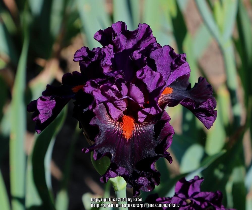 Tall Bearded Iris (Iris 'Daffy Duck') in the Irises Database - Garden.org