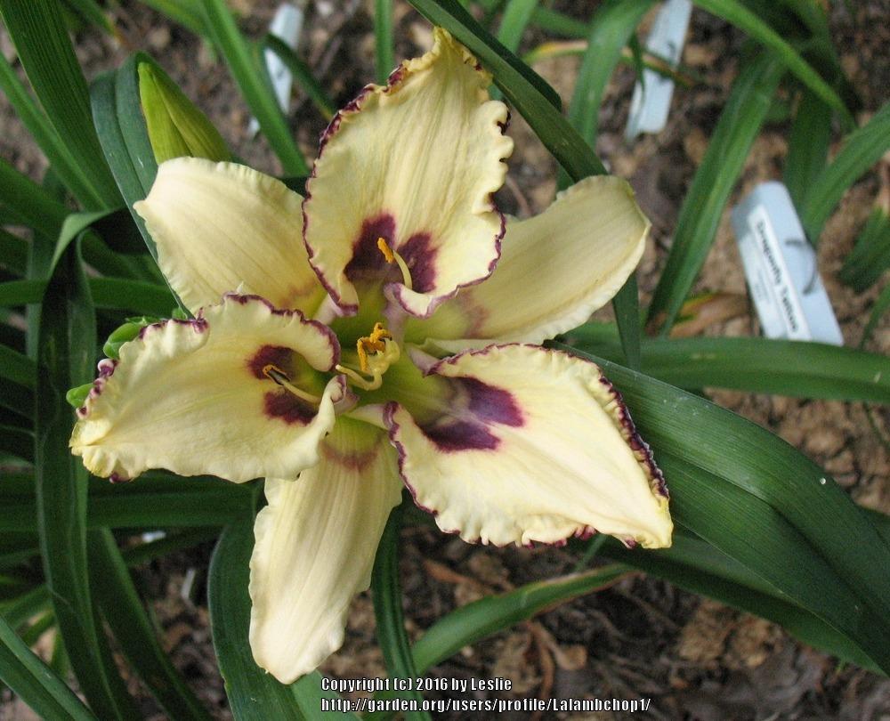 Photo of the bloom of Daylily (Hemerocallis 'Message in a Bottle ...