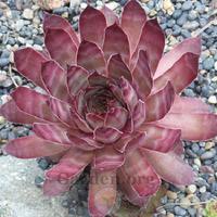 Photo of the entire plant of Hen and Chicks (Sempervivum 'Solange ...
