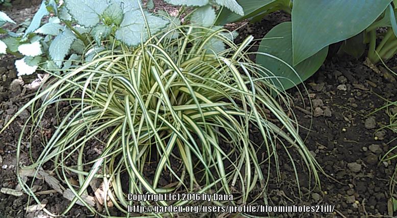 Sedges: Plant Care and Collection of Varieties - Garden.org