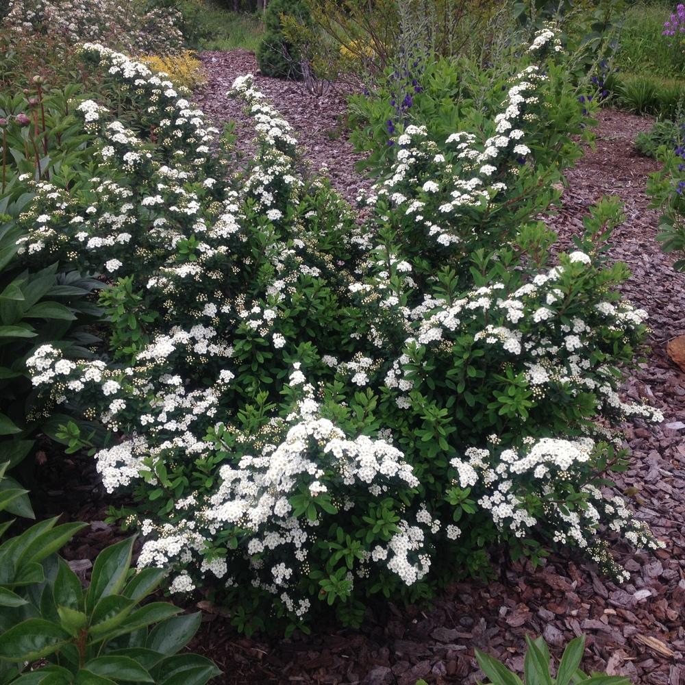 Photo of the entire plant of Spirea (Spiraea nipponica 'Snowmound ...