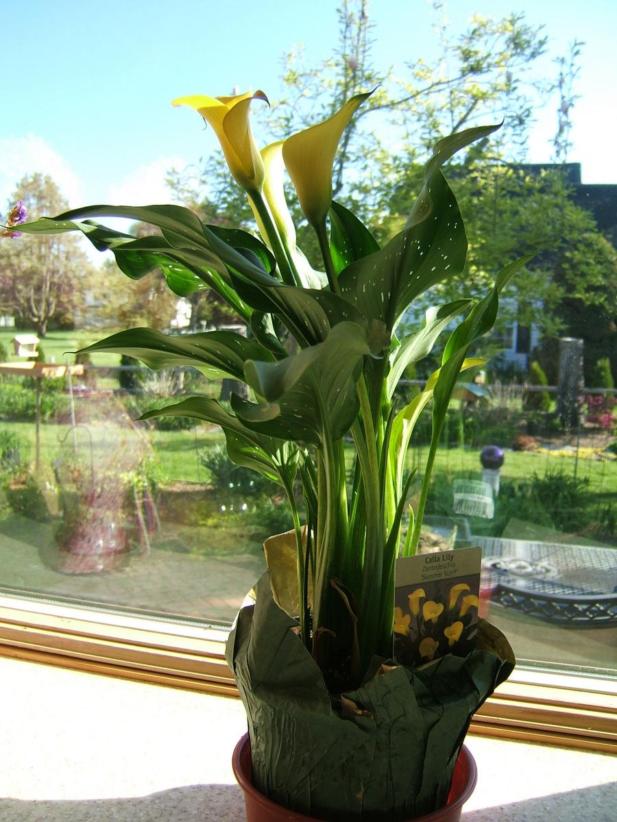 Photo of the entire plant of Calla lily (Zantedeschia 'Summer Sun ...