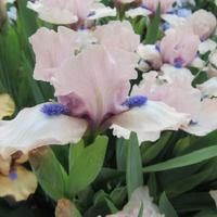 Standard Dwarf Bearded Iris (Iris 'Gate to Paradise') in the Irises ...